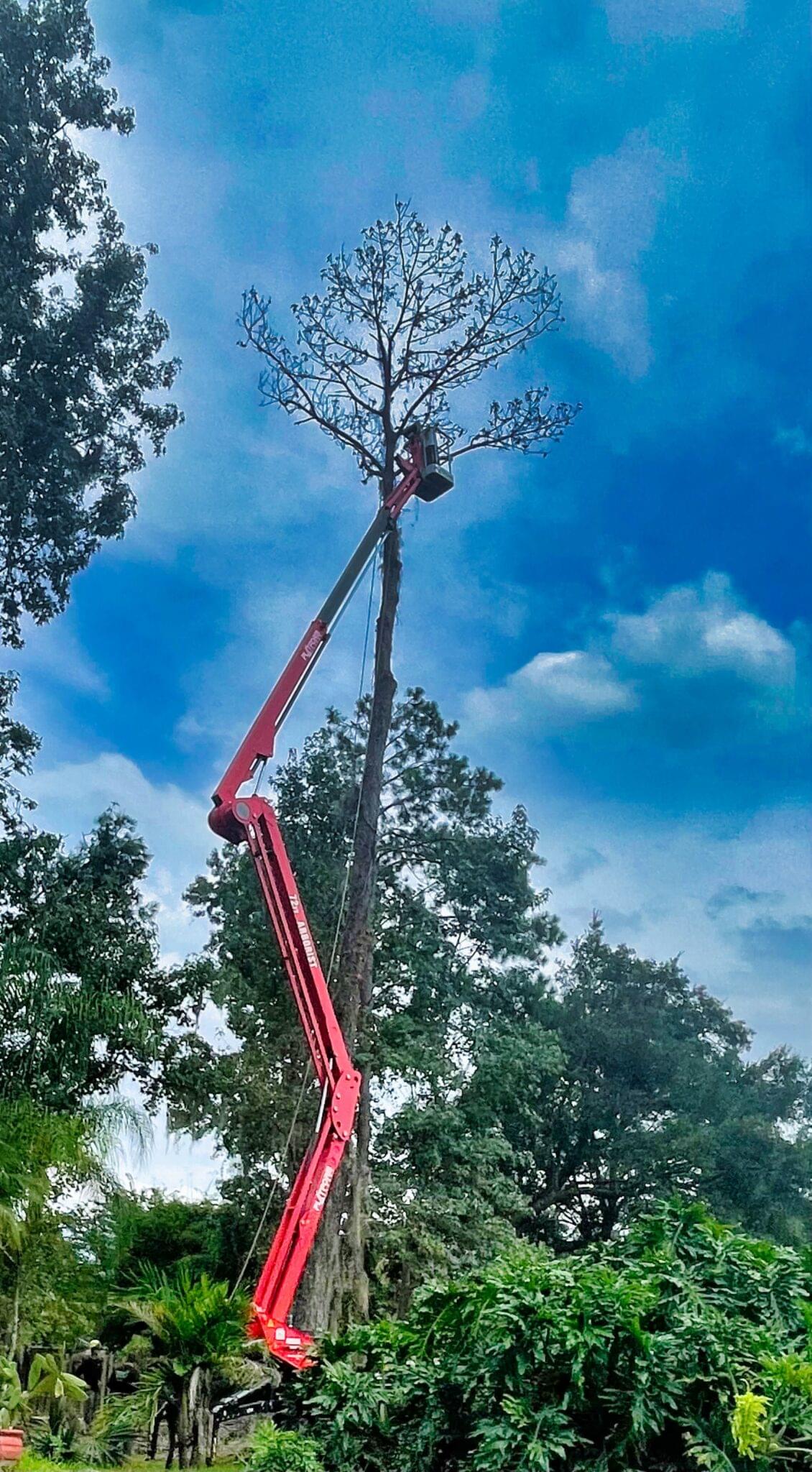 Northeast Florida Tree Experts - Tree Services
