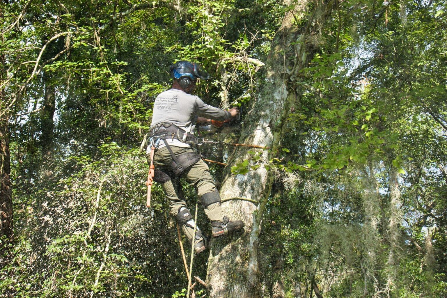 About - Northeast Florida Tree Experts - Jacksonville, FL